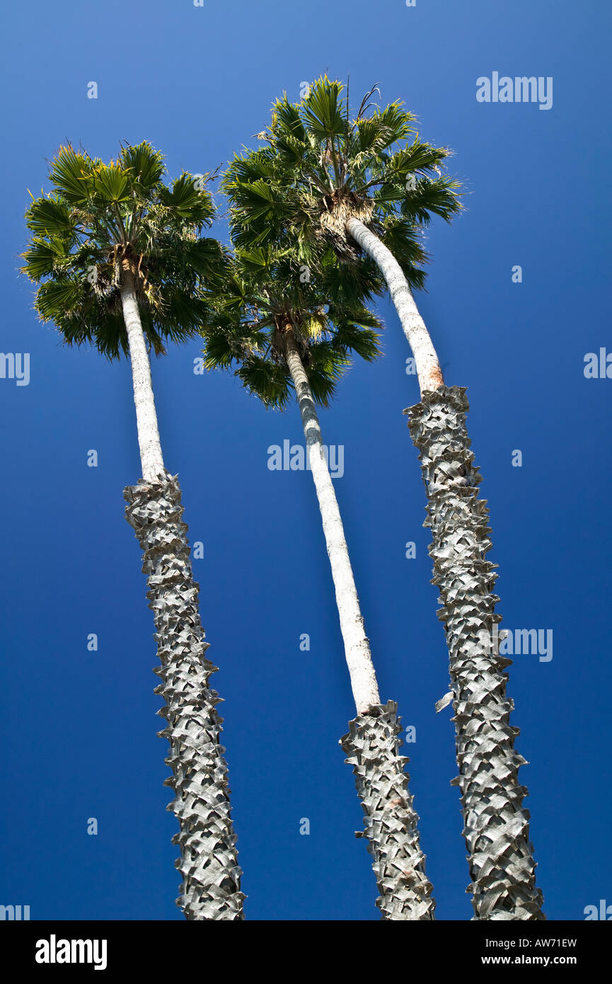 Palm trees Santa Barbara, California, USA Stock Photo - Alamy