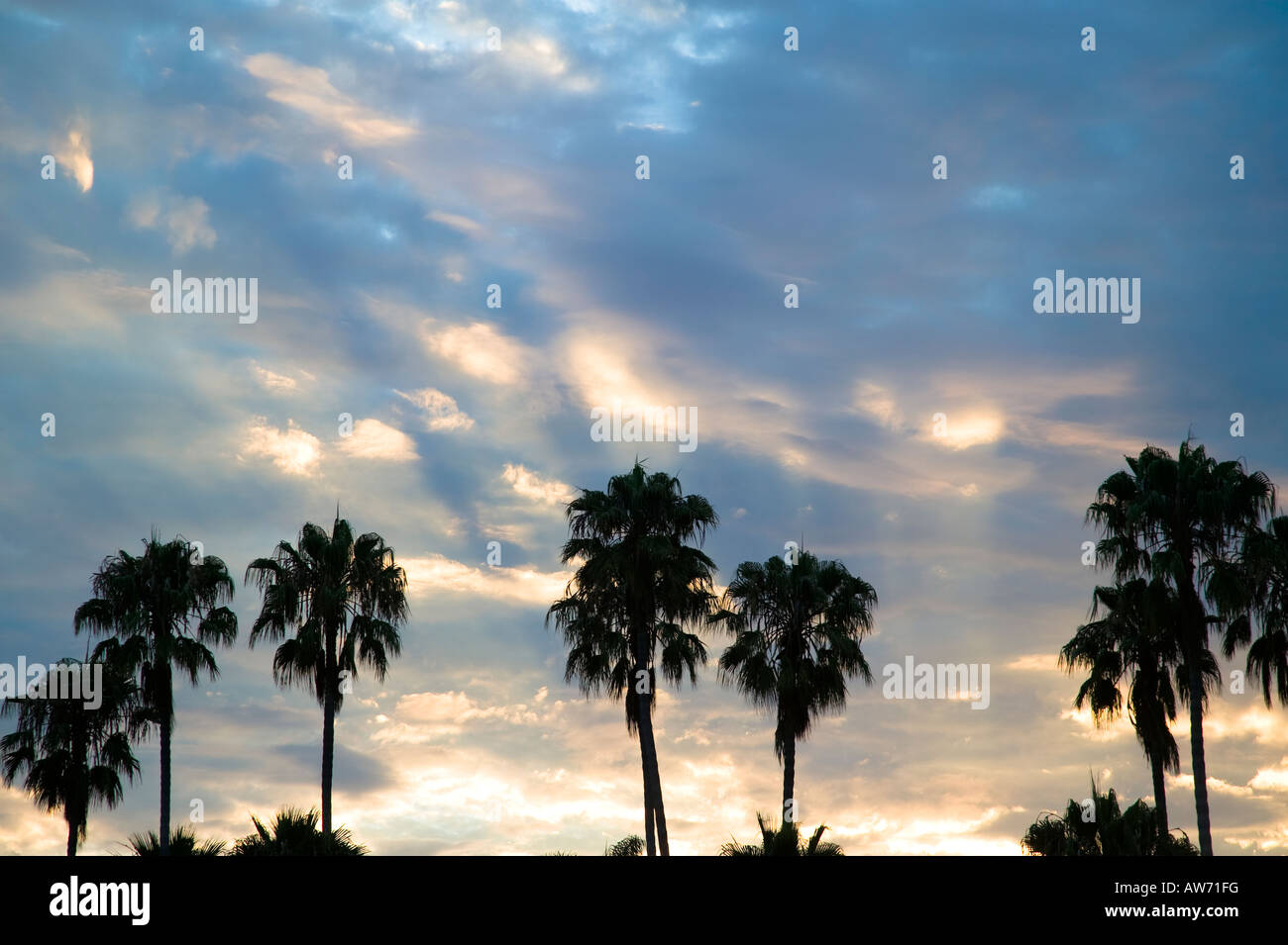 Palm trees Santa Barbara, California, USA Stock Photo - Alamy