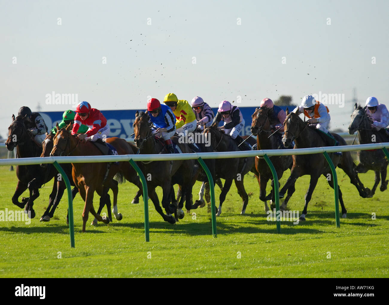 Newmarket and race horse hi-res stock photography and images - Alamy