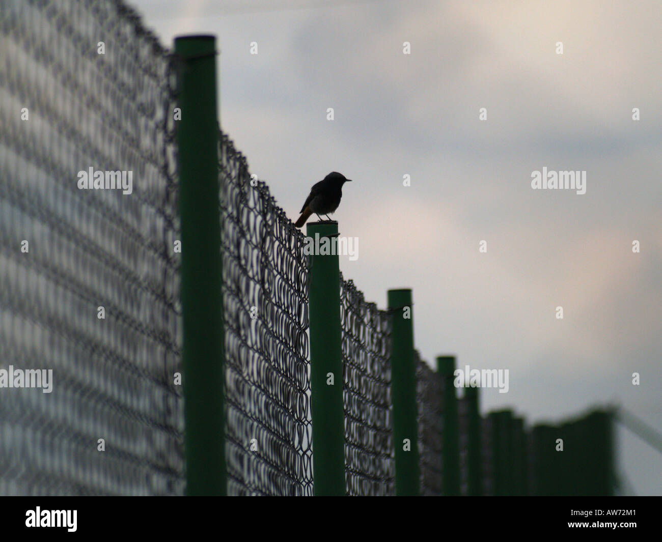 Netting tube hi-res stock photography and images - Alamy