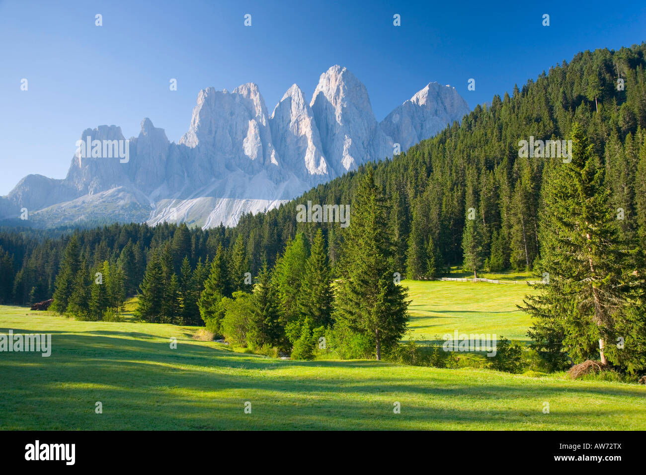 Santa Maddalena, Val di Funes, Trentino-Alto Adige, Italy. Conifer ...