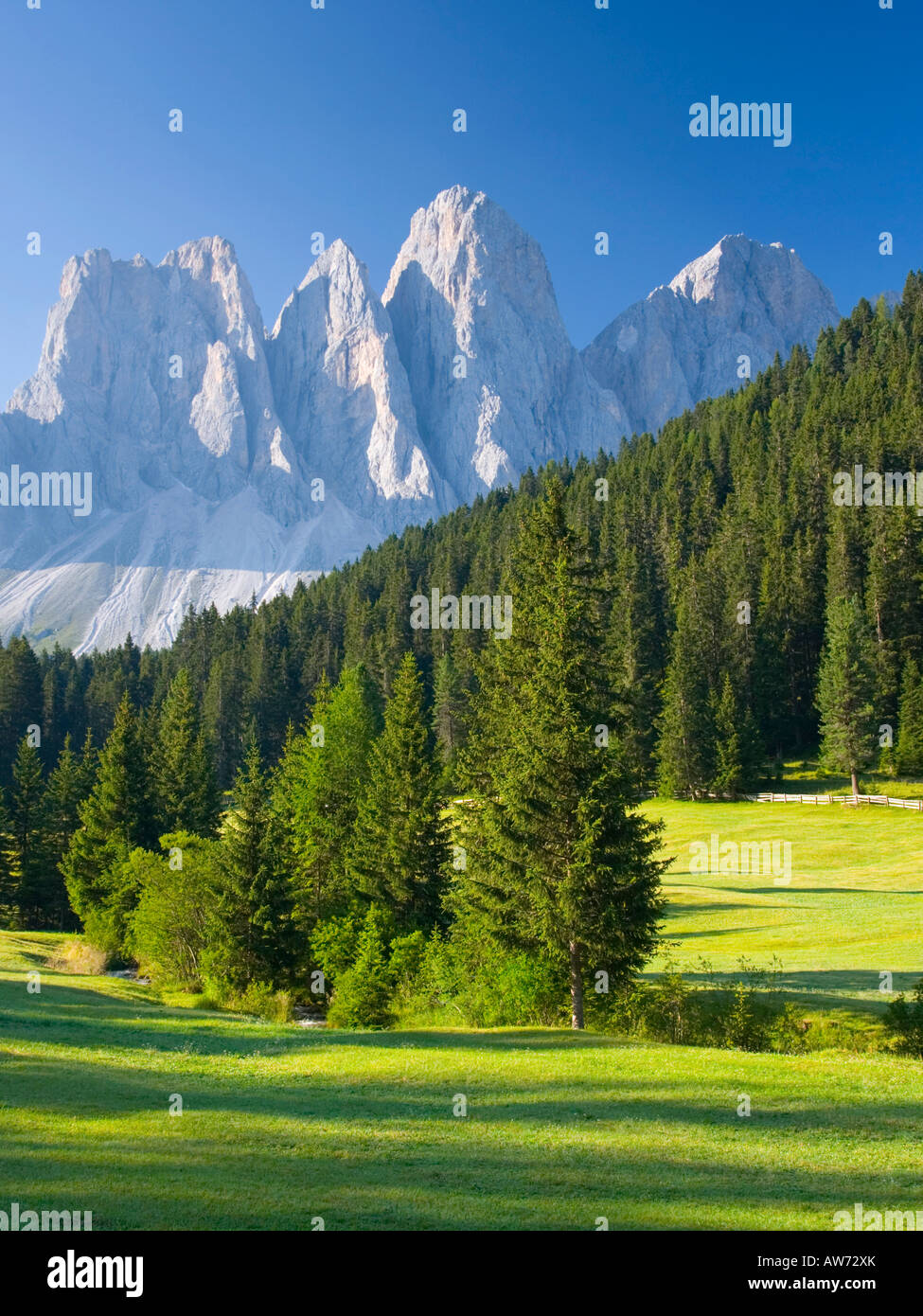 Santa Maddalena, Val di Funes, Trentino-Alto Adige, Italy. Conifer ...