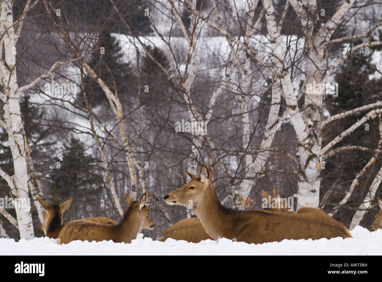 Group of whitetail deer, Saguenay, Quebec, Canada Stock Photo - Alamy