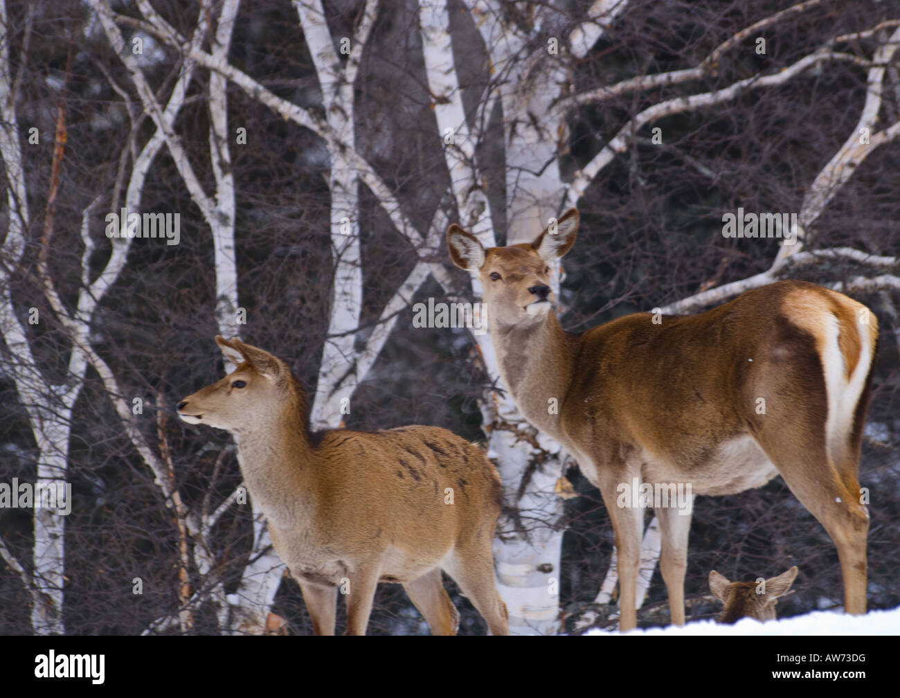 Group of whitetail deer, Saguenay, Quebec, Canada Stock Photo - Alamy