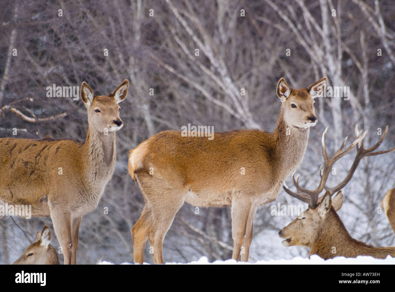 Group of whitetail deer, Saguenay, Quebec, Canada Stock Photo - Alamy