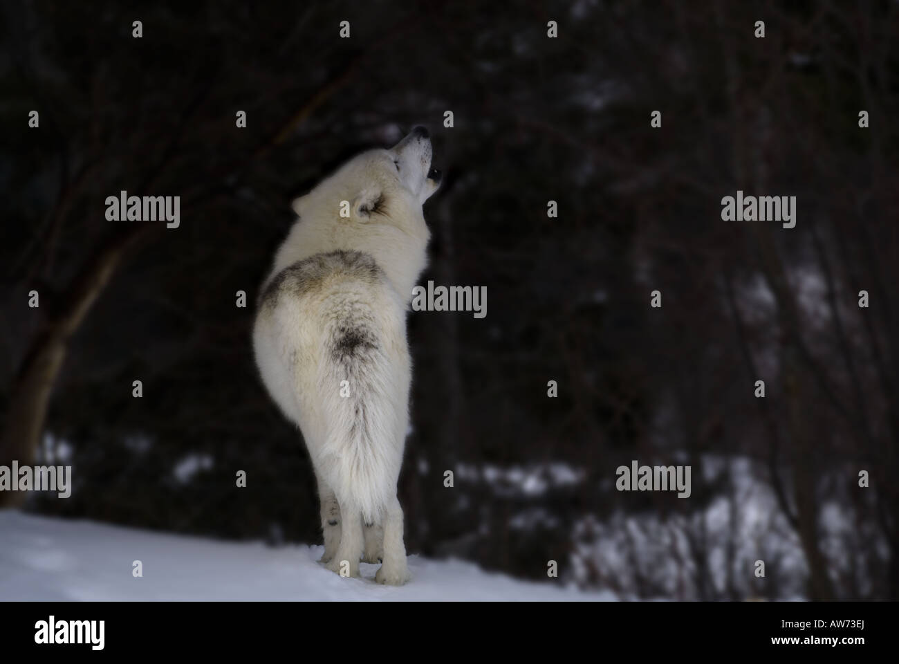 Arctic white wolf howling Stock Photo - Alamy