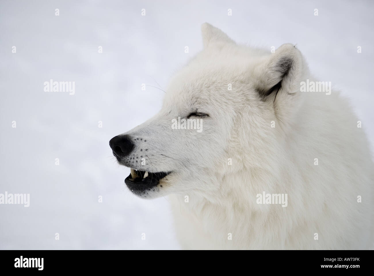 Arctic white wolf howling Stock Photo - Alamy