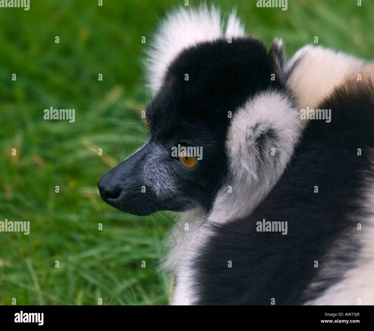 Black and White Ruffed Lemur (varecia variegata variegata Stock Photo ...