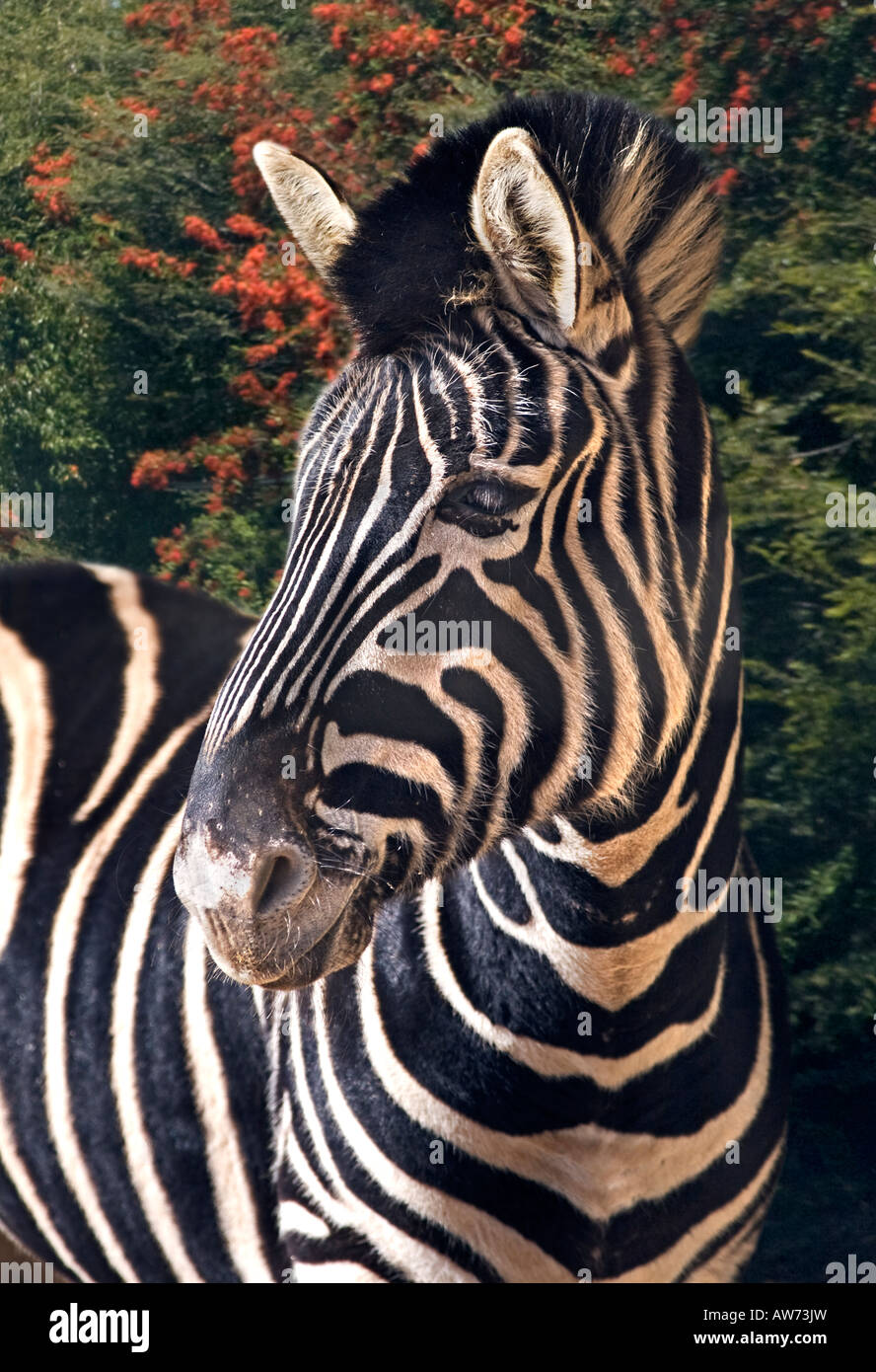 Chapmans zebra hi-res stock photography and images - Alamy