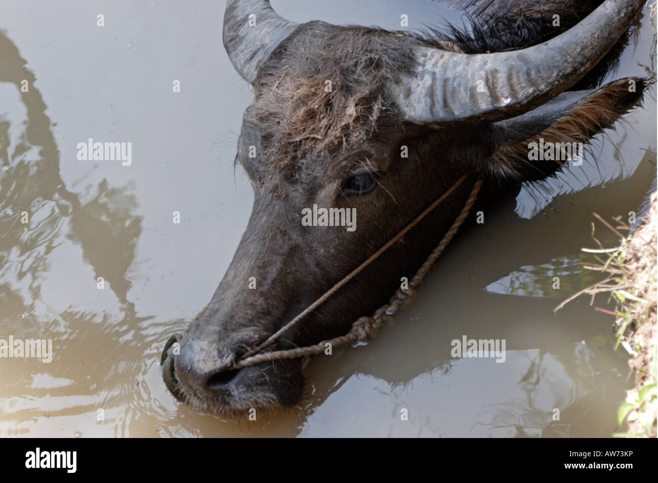 Closeup of Water Buffalo Stock Photo - Alamy