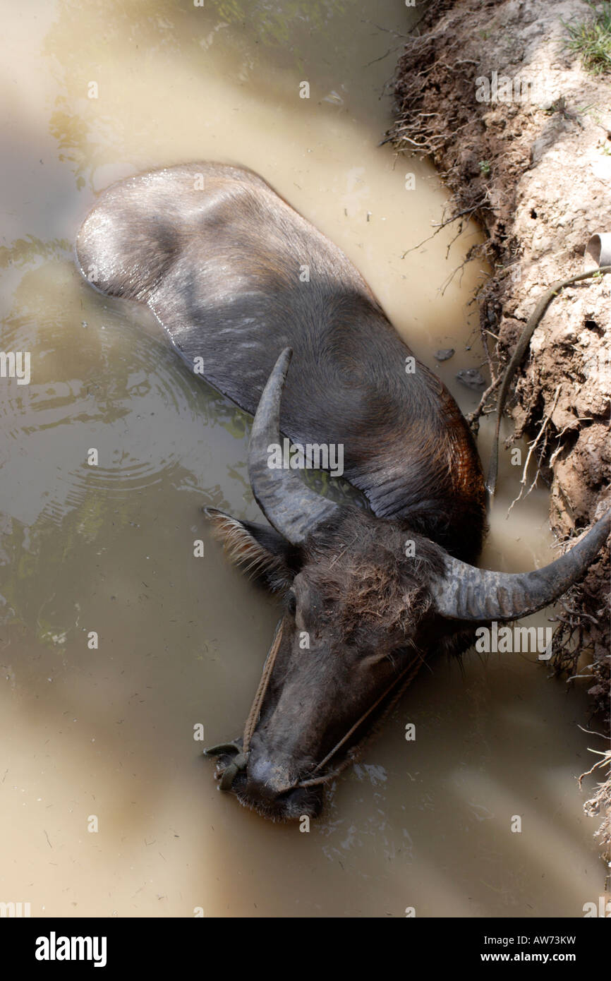 Domesticated water buffalo vietnam hi-res stock photography and images ...