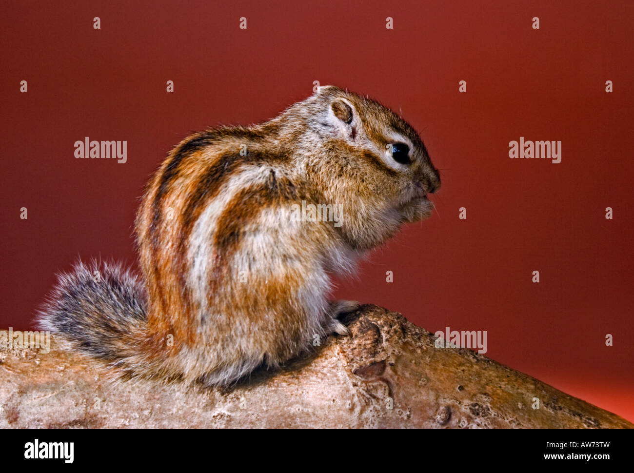 Chipmunks feeding hi-res stock photography and images - Alamy