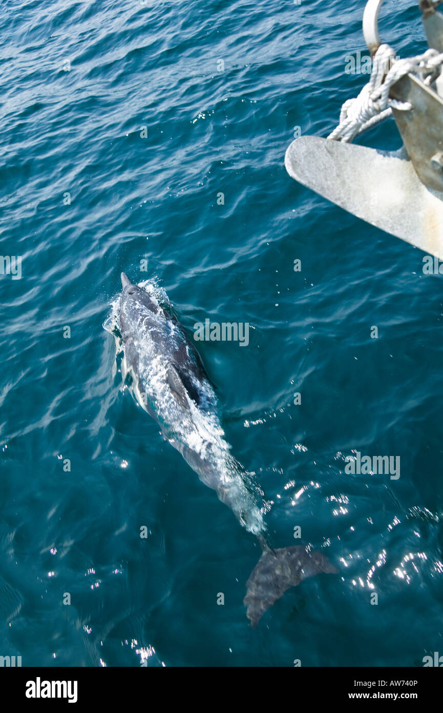 Dolphin riding bow wave hi-res stock photography and images - Alamy