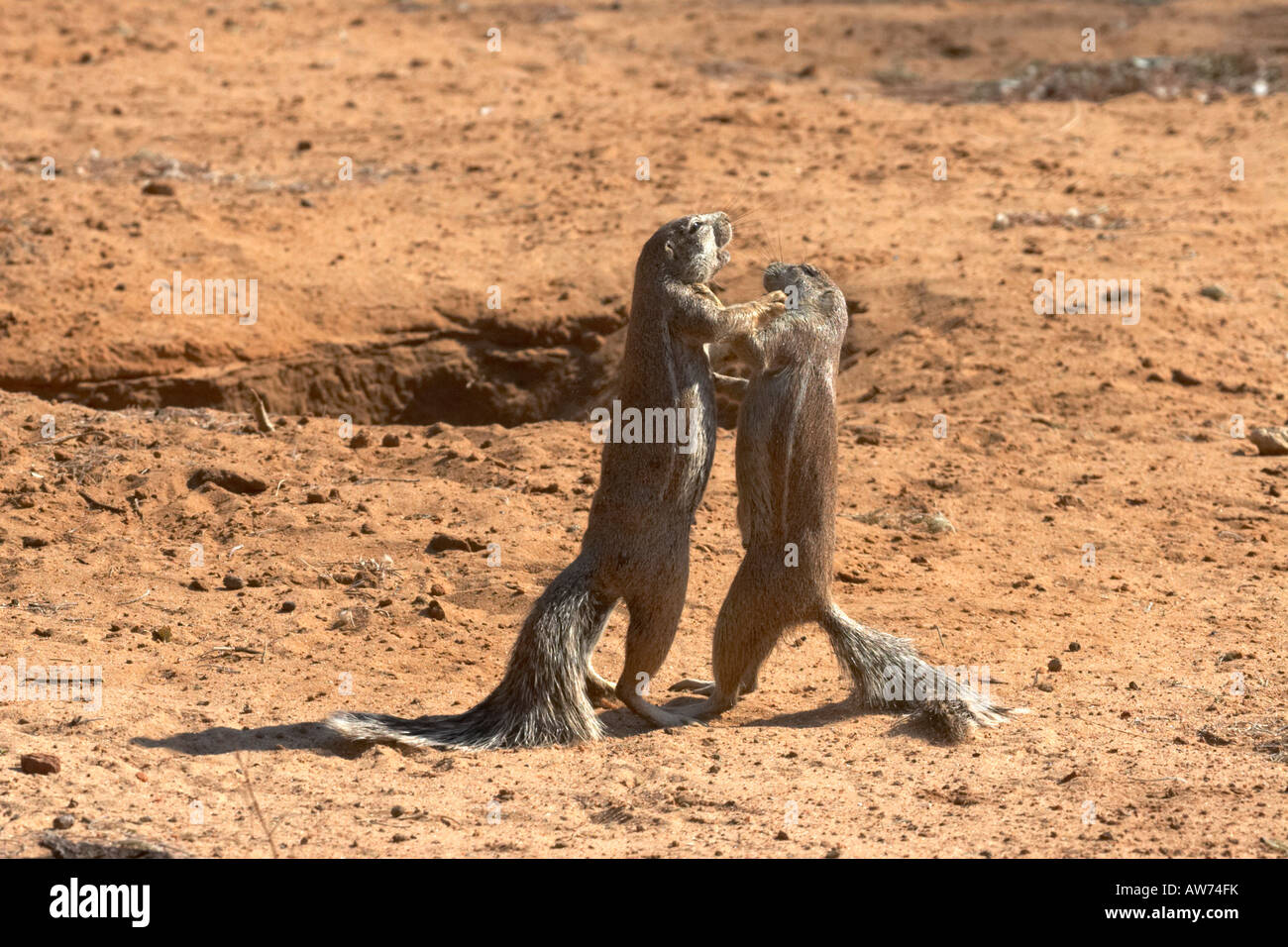 Ground squirrels fighting Stock Photo - Alamy
