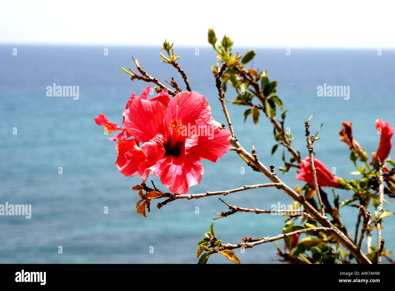 flower with Mediterranean sea in background Stock Photo - Alamy
