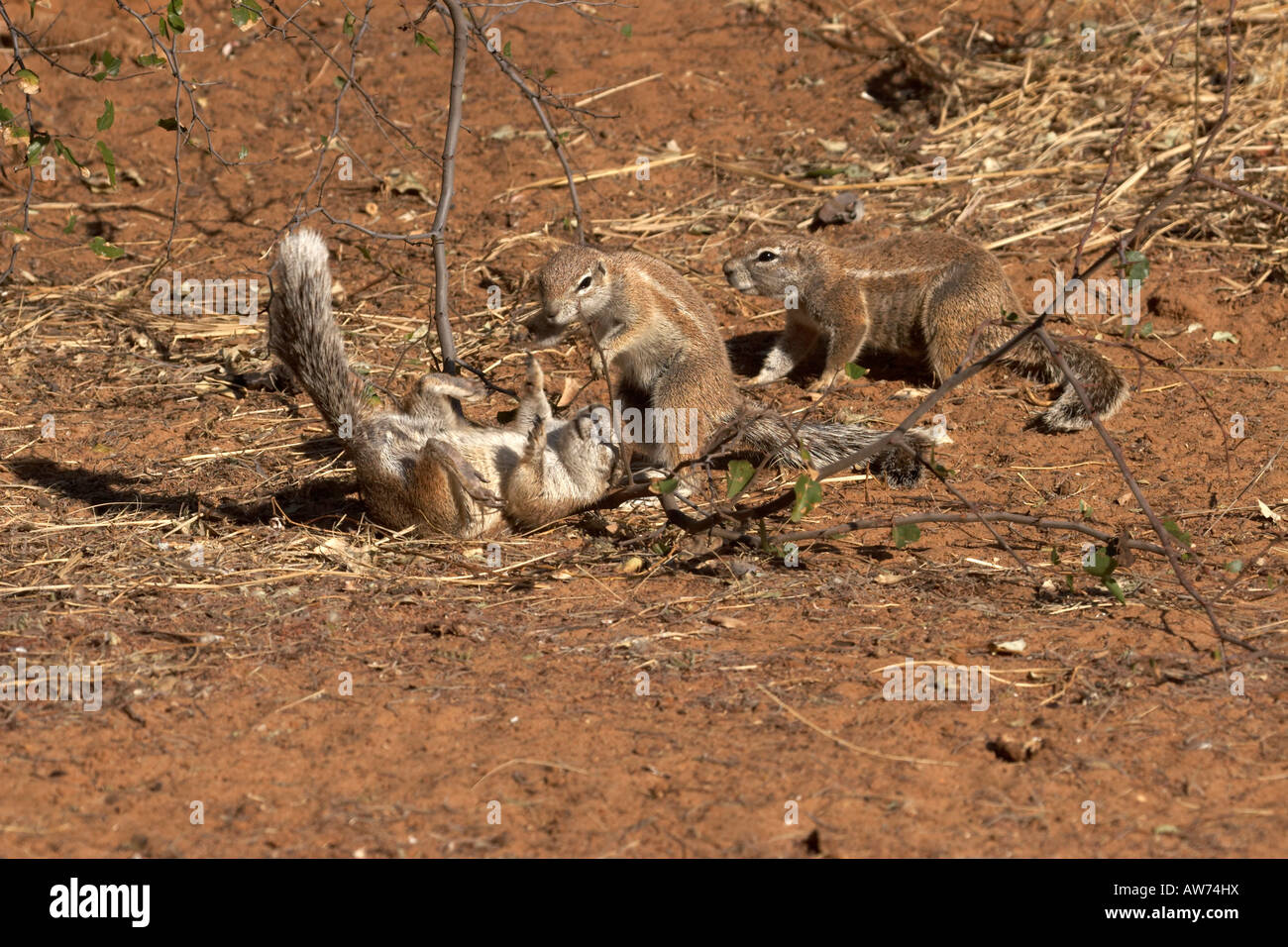 Ground squirrels fighting Stock Photo - Alamy