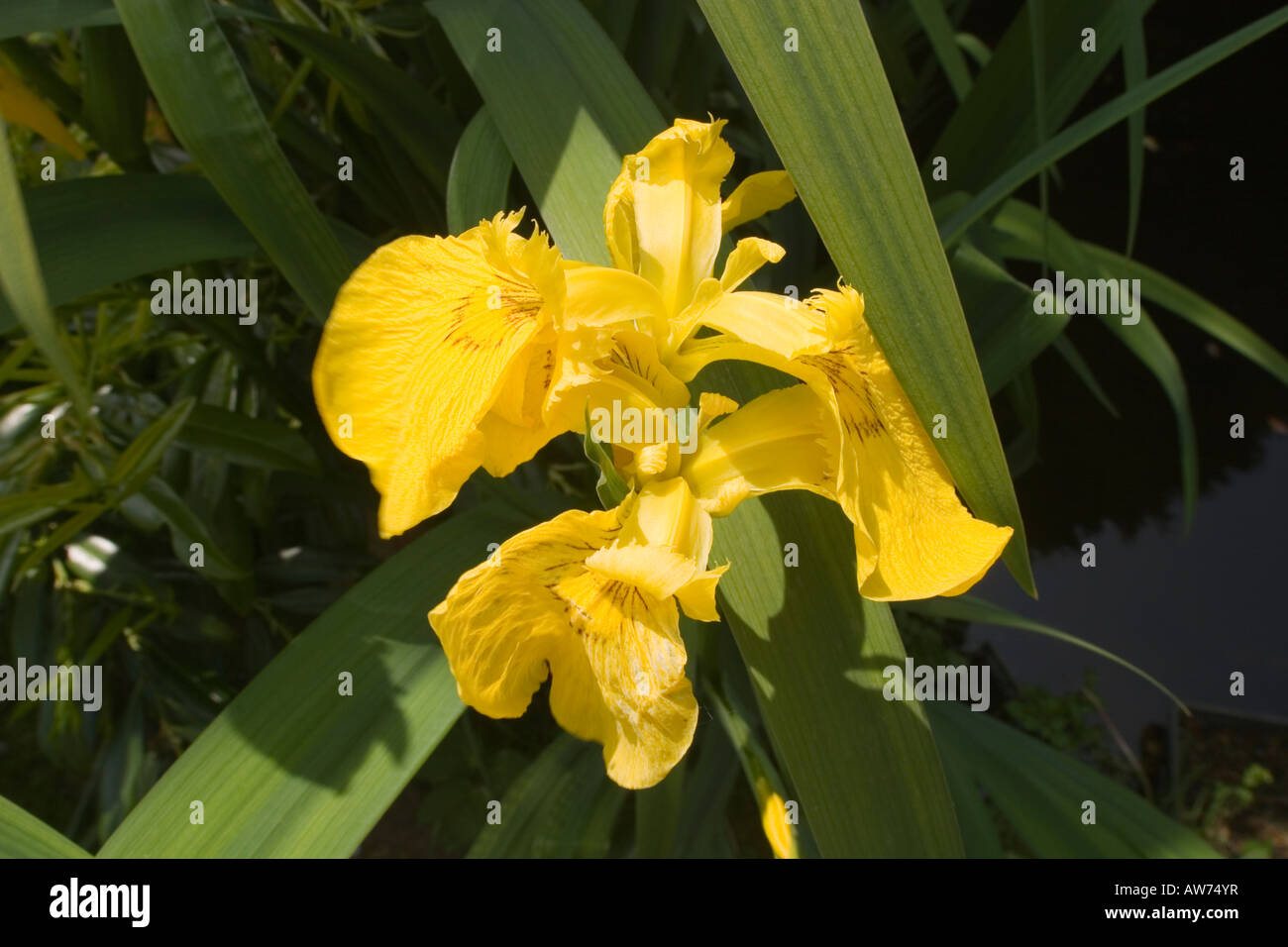 Iris stands hi-res stock photography and images - Alamy