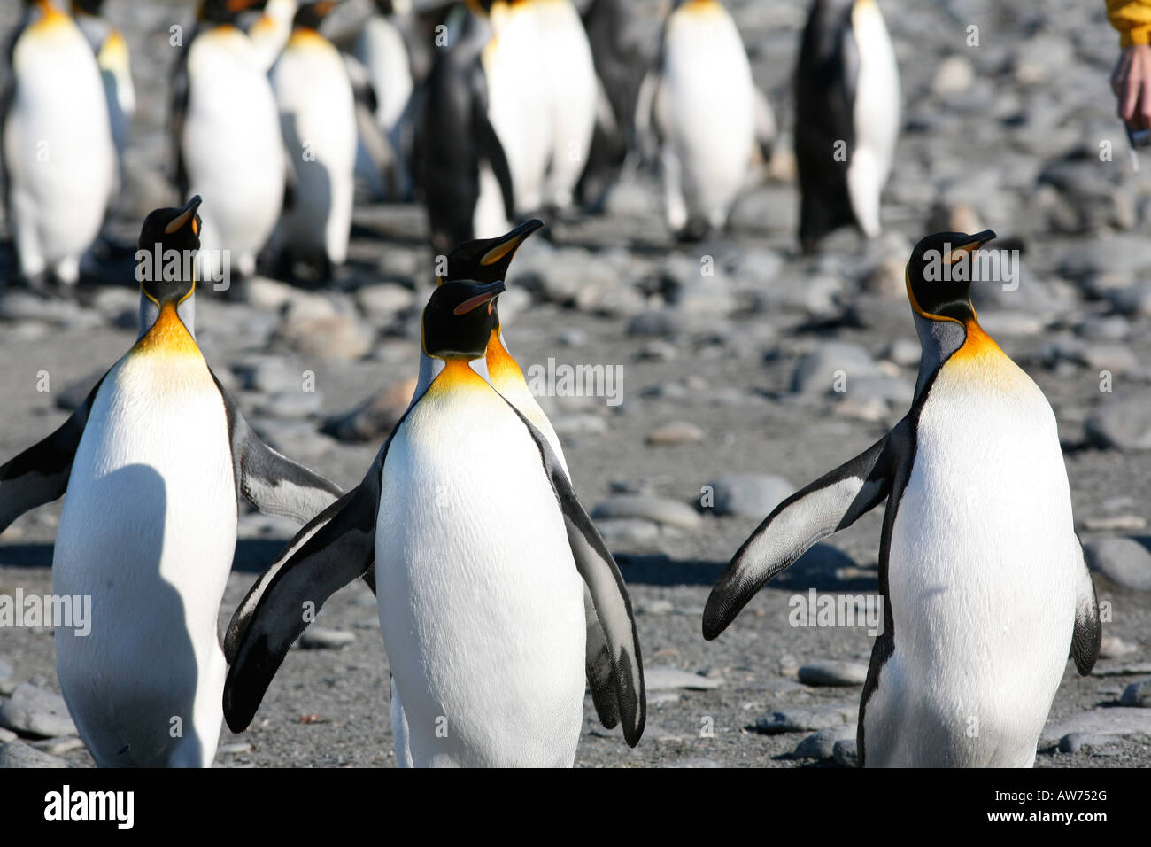 King ernest ship hi-res stock photography and images - Alamy