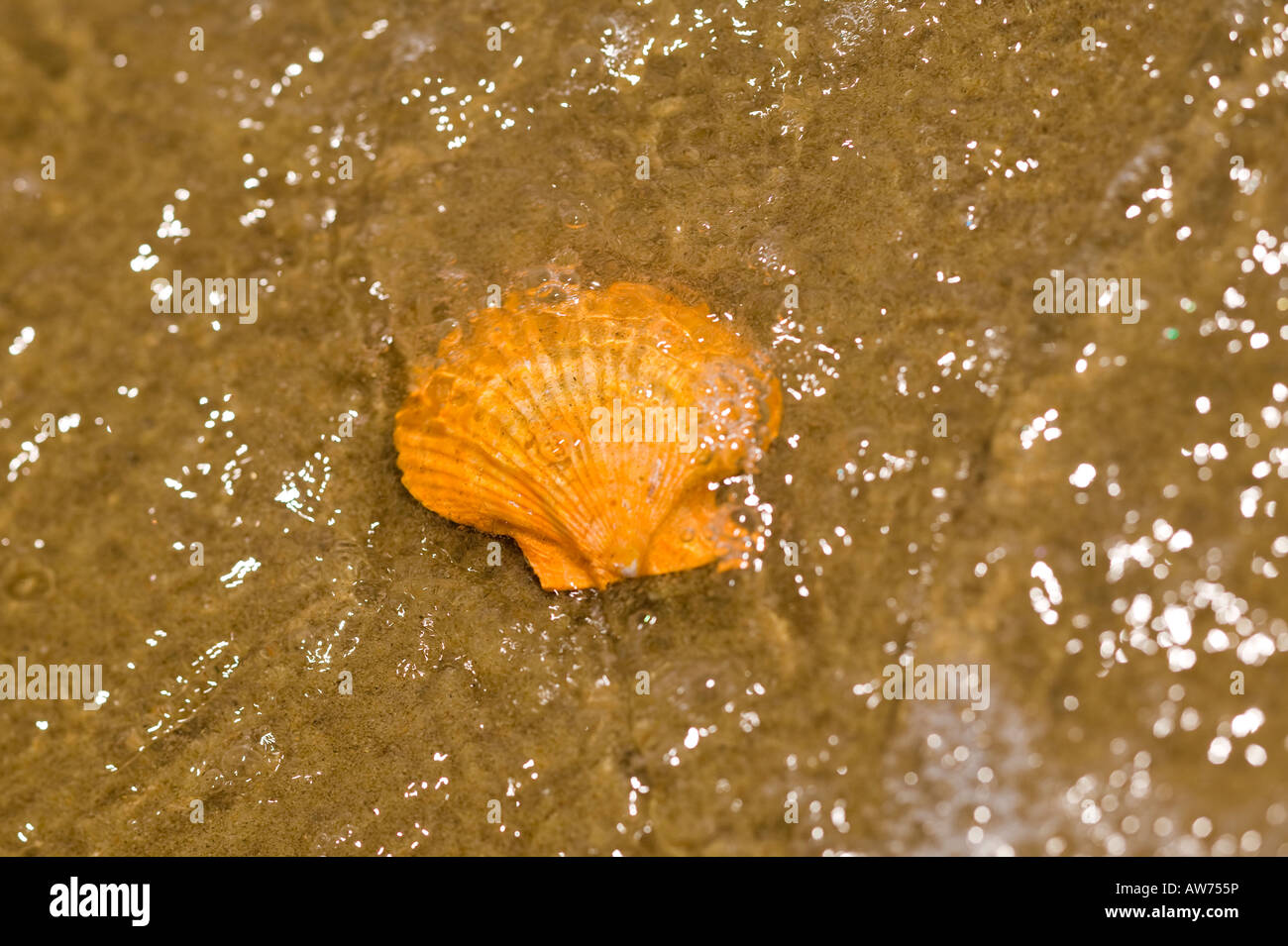 Tropical shells on a beach San Diego, California, USA Stock Photo - Alamy