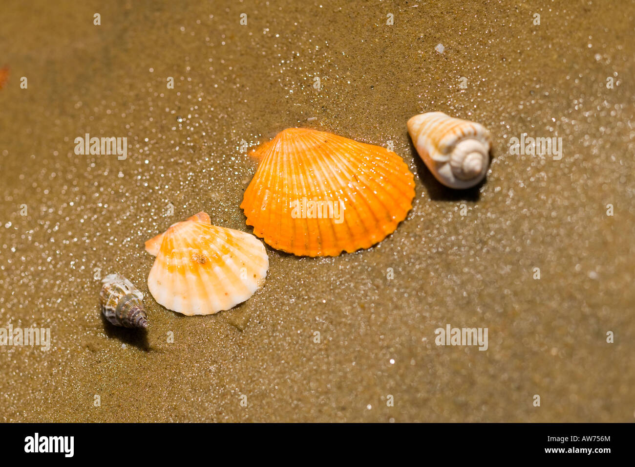 Tropical shells on a beach San Diego, California, USA Stock Photo - Alamy
