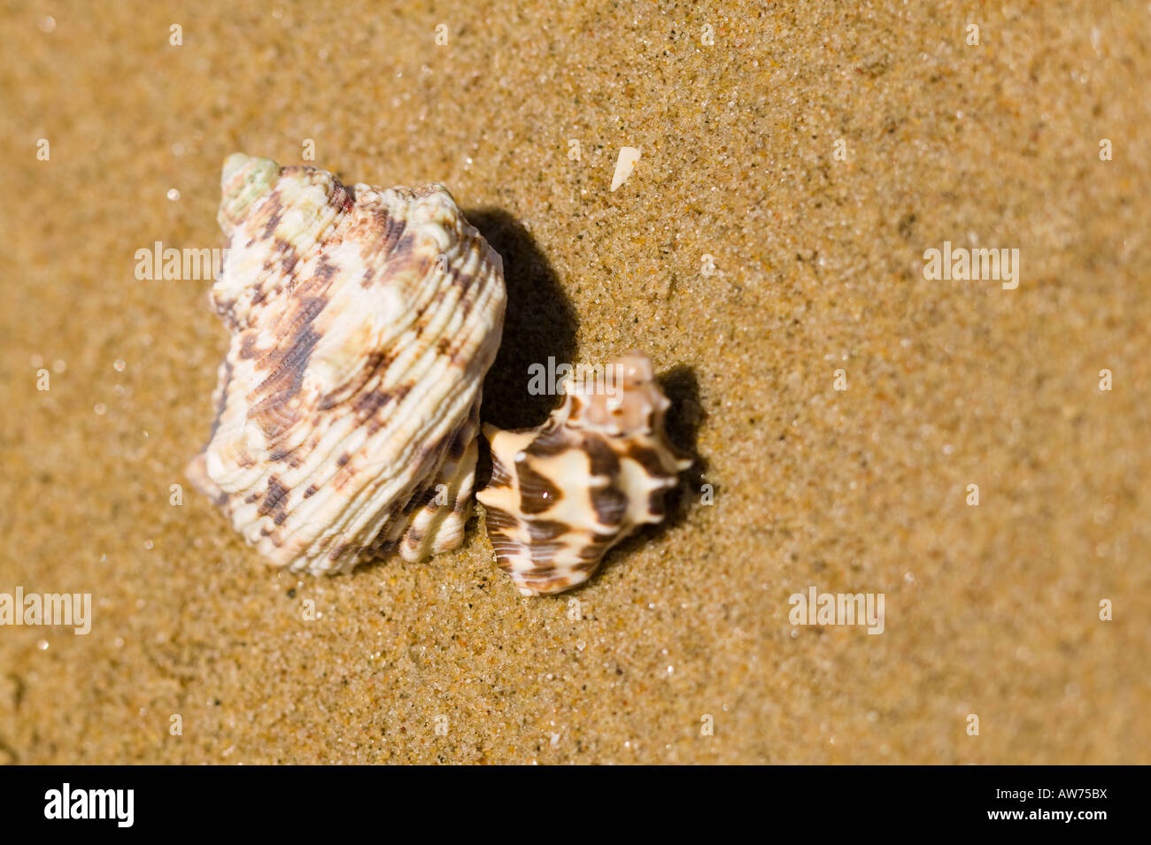 Tropical shells on a beach San Diego, California, USA Stock Photo - Alamy