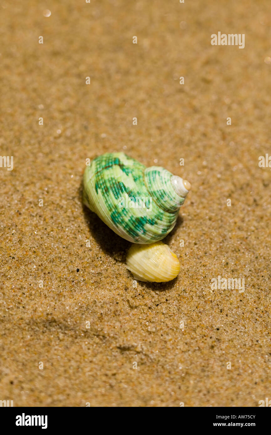 Tropical shells on a beach San Diego, California, USA Stock Photo - Alamy