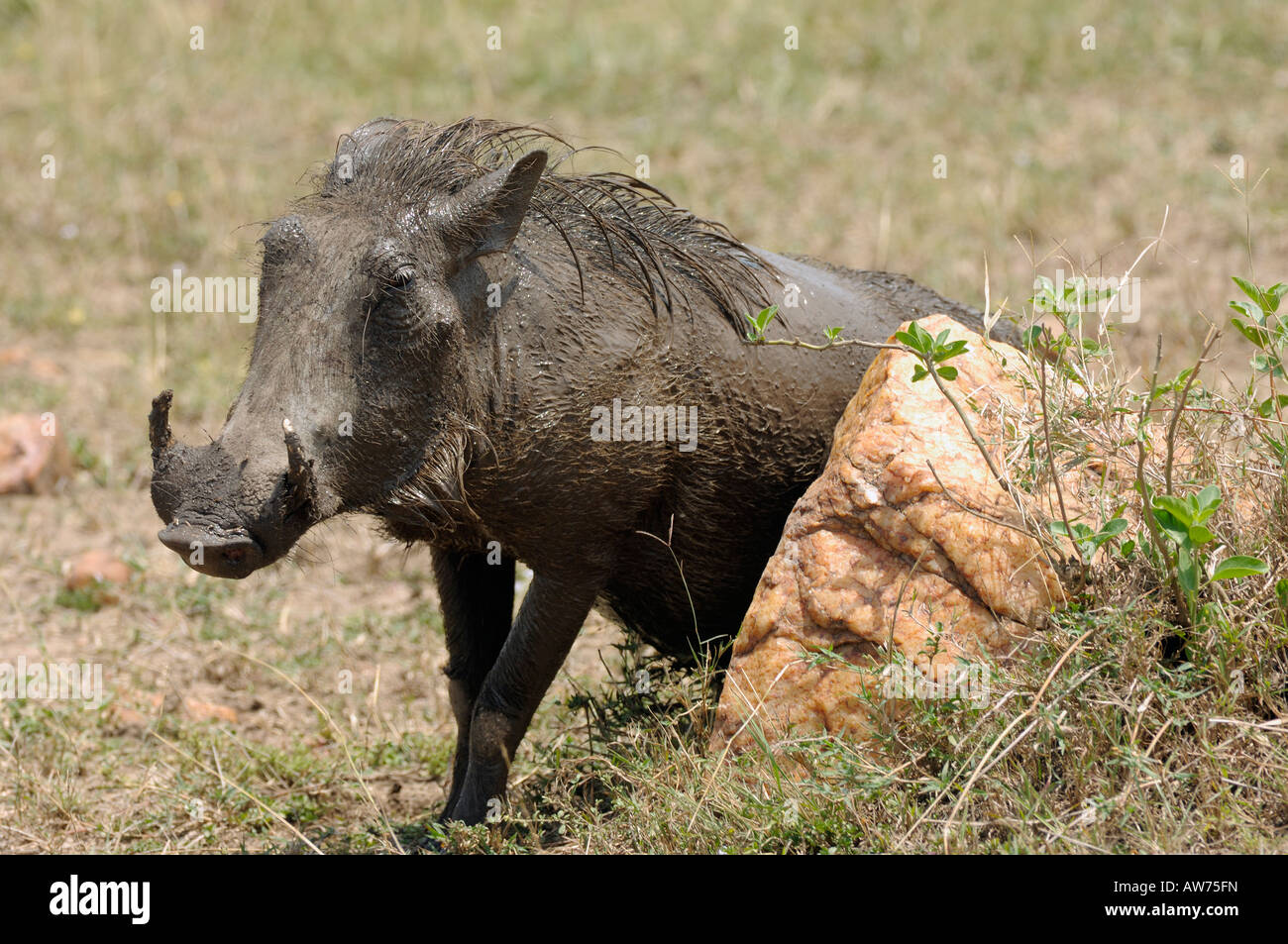 Warthog scratching hi-res stock photography and images - Alamy