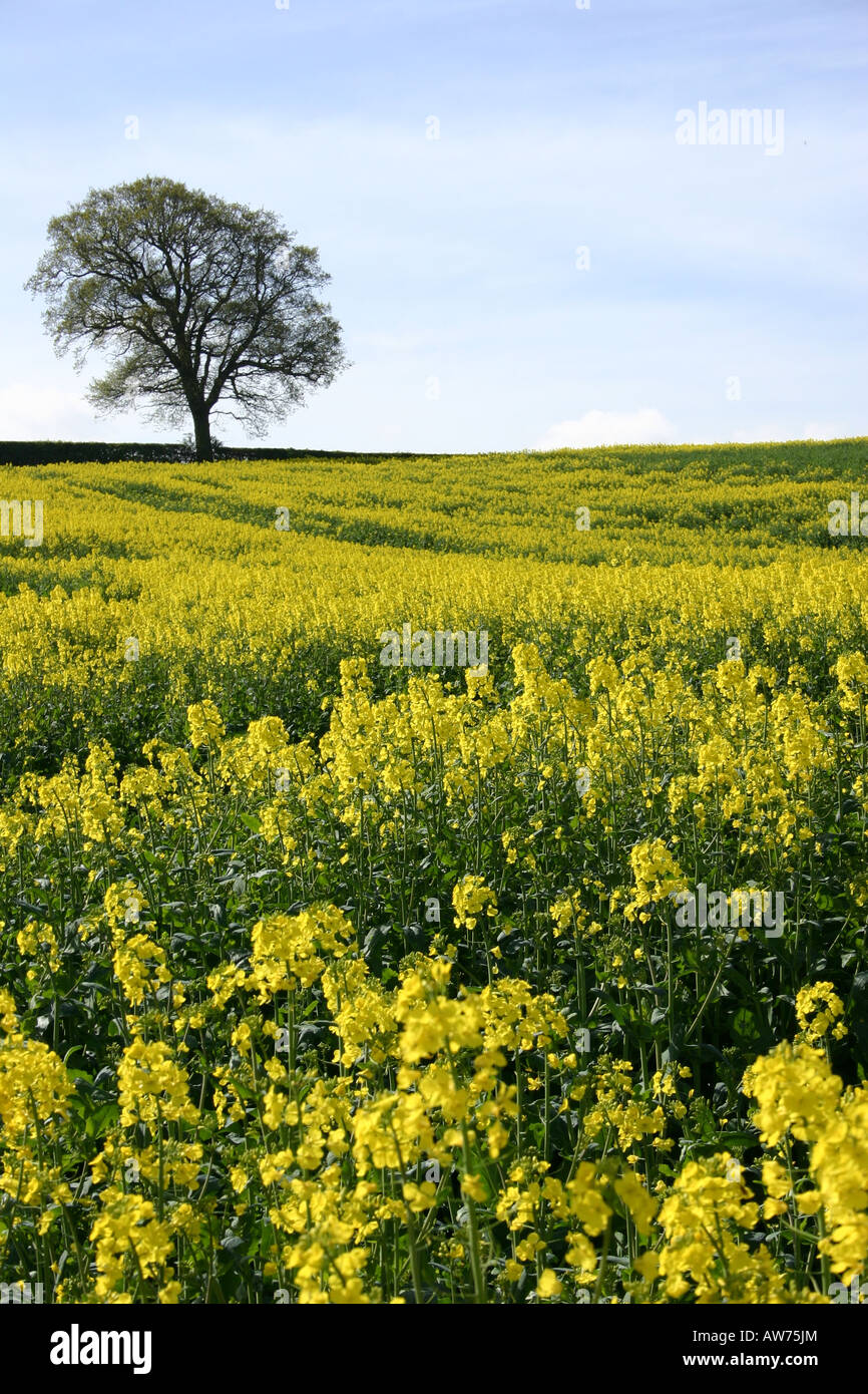 The English countryside in spring Stock Photo - Alamy