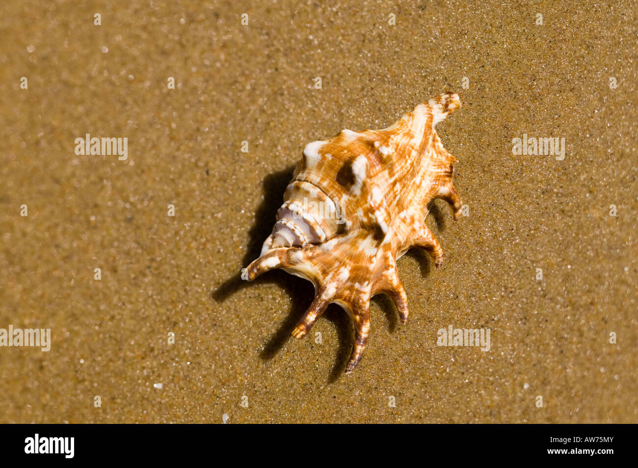 Tropical shells on a beach San Diego, California, USA Stock Photo - Alamy