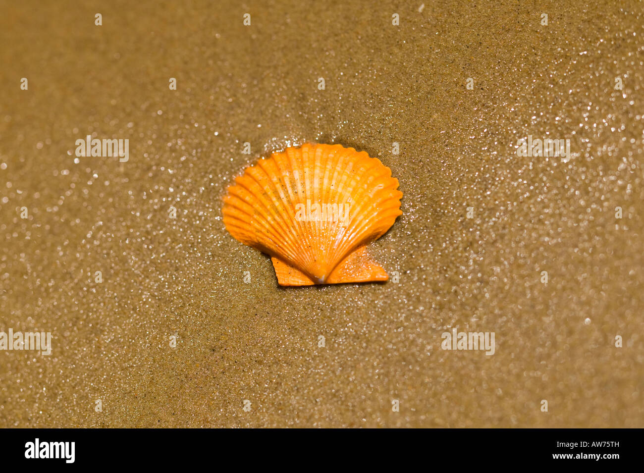 Tropical shells on a beach San Diego, California, USA Stock Photo - Alamy