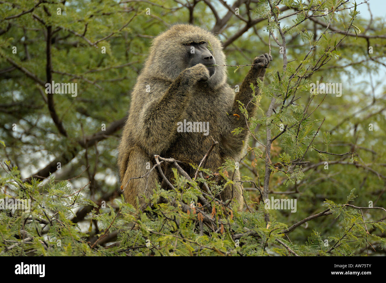 Olive baboon picture hi-res stock photography and images - Alamy
