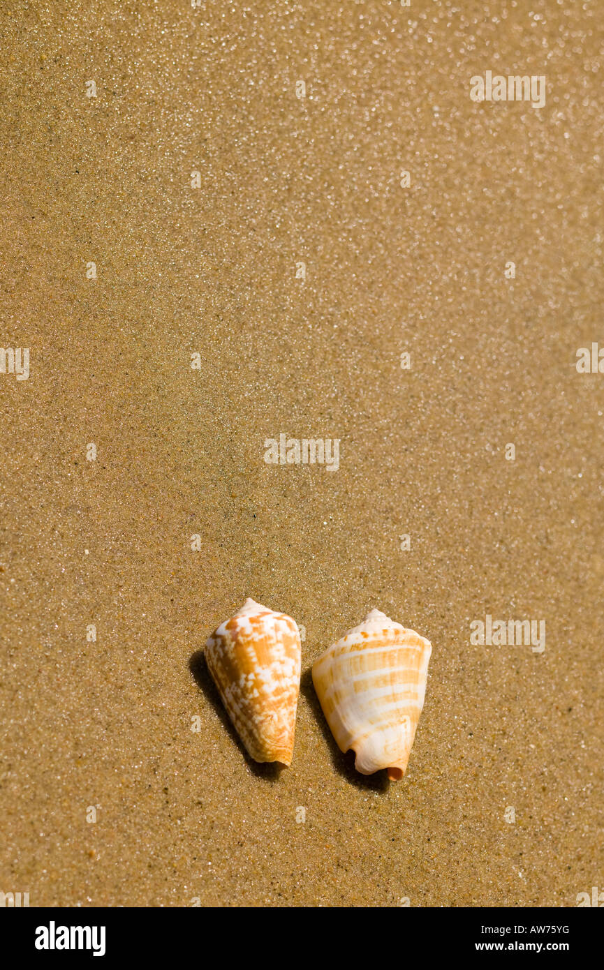 Tropical shells on a beach San Diego, California, USA Stock Photo - Alamy