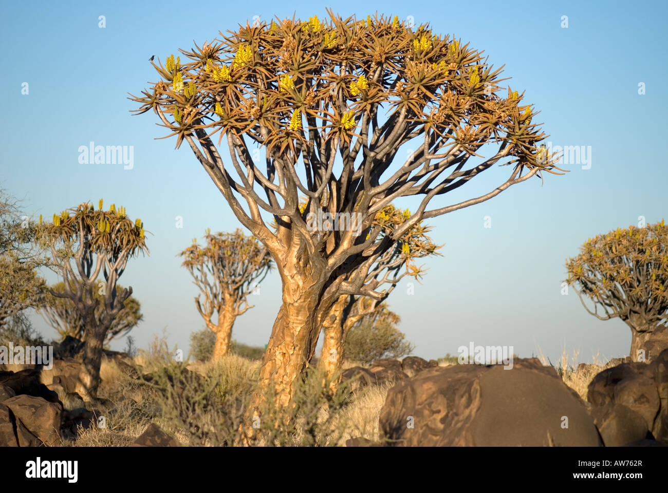 The Quiver Tree Forest, Keetmanshoop, Namibia Stock Photo - Alamy