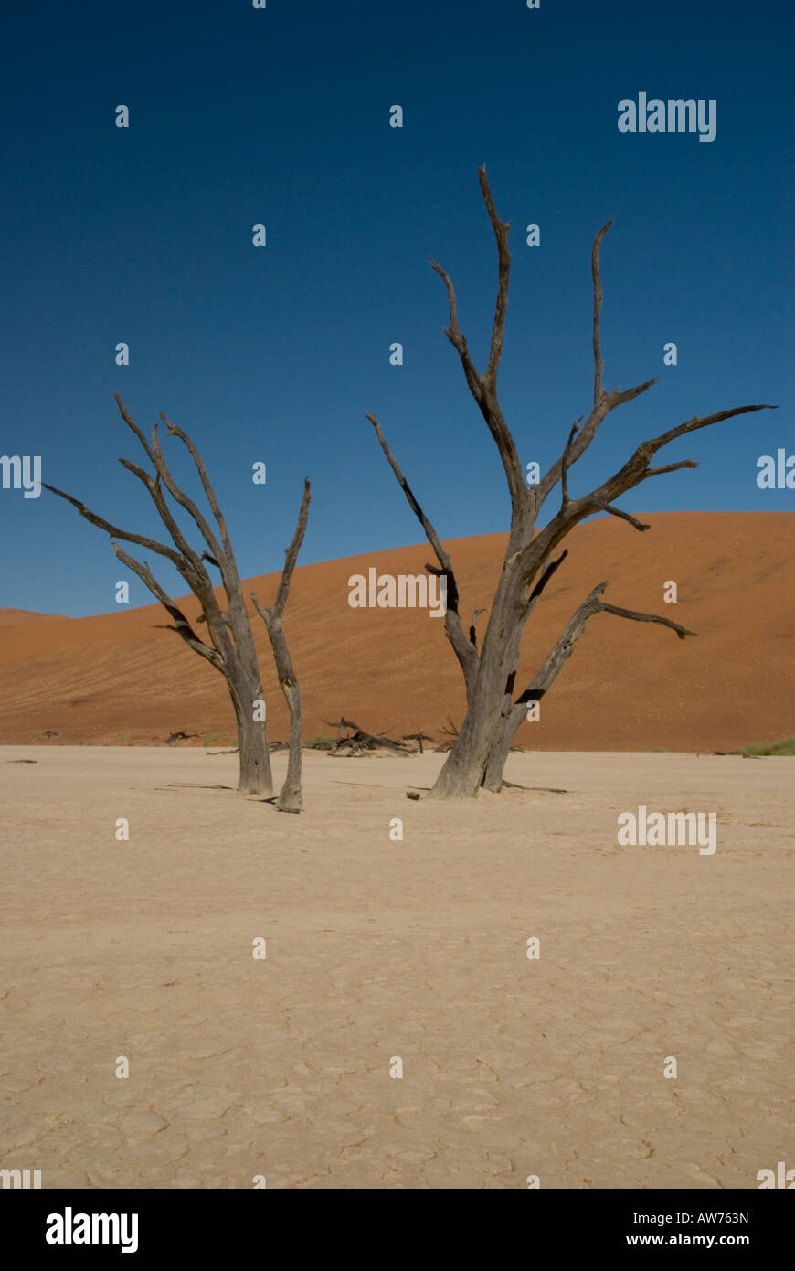 Camel Thorn Trees, Namibia Stock Photo - Alamy