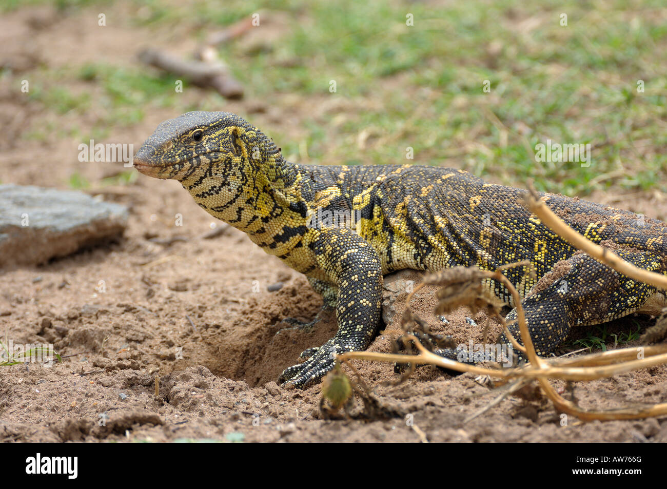 Nile monitor, Masai Mara, Kenya Stock Photo - Alamy