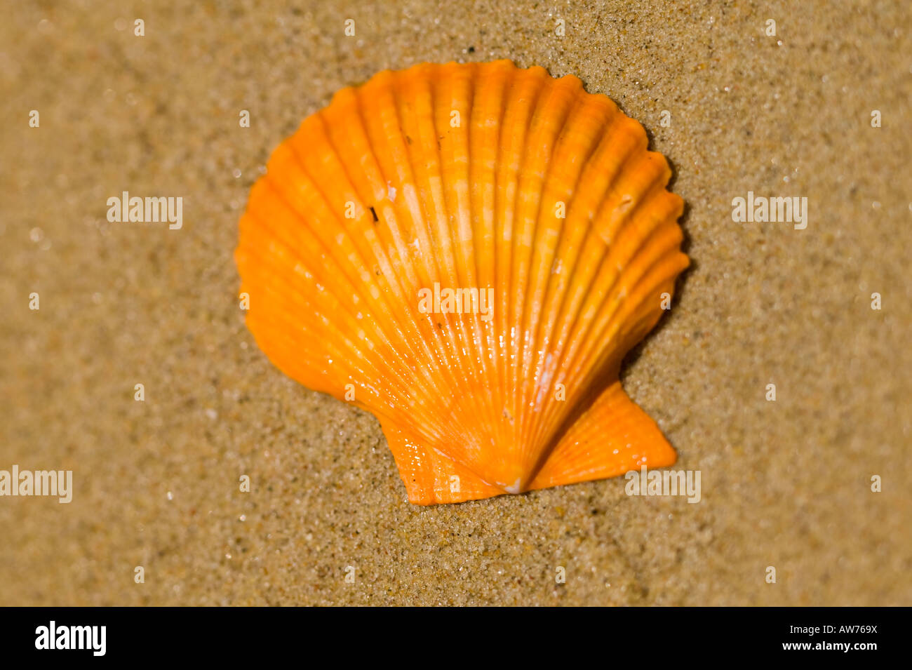 Tropical shells on a beach San Diego, California, USA Stock Photo - Alamy