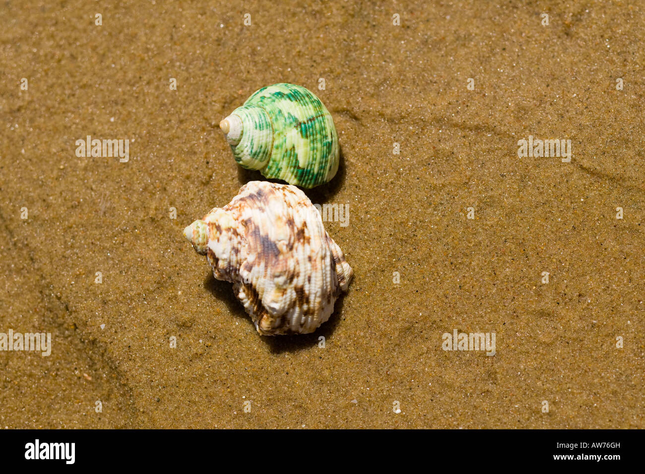 Tropical shells on a beach San Diego, California, USA Stock Photo - Alamy