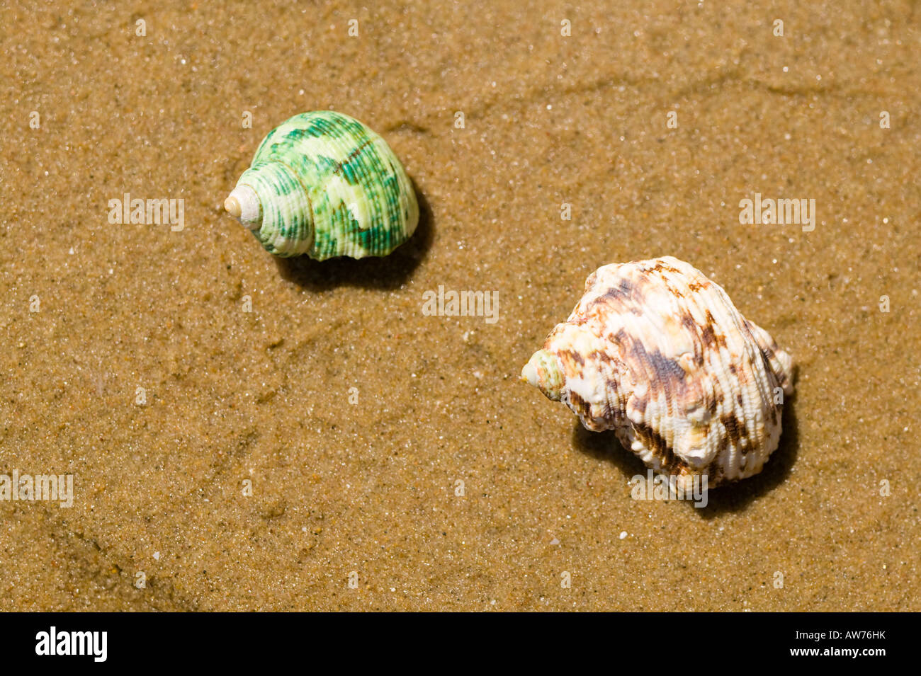 Tropical shells on a beach San Diego, California, USA Stock Photo - Alamy