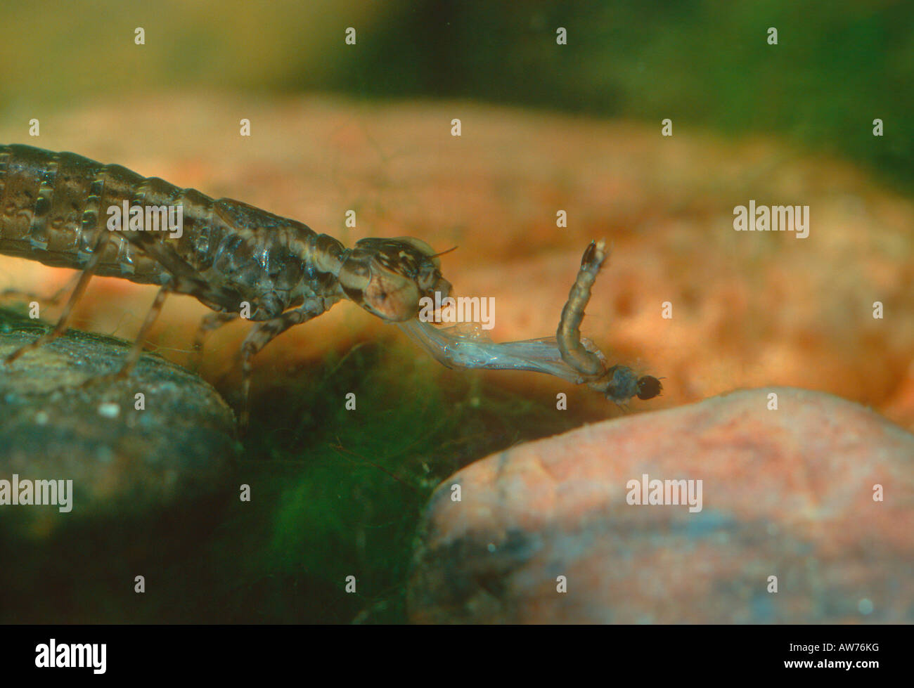 Emperor Dragonfly, Anax imperator. Nymph on pond displaying its jaws to ...