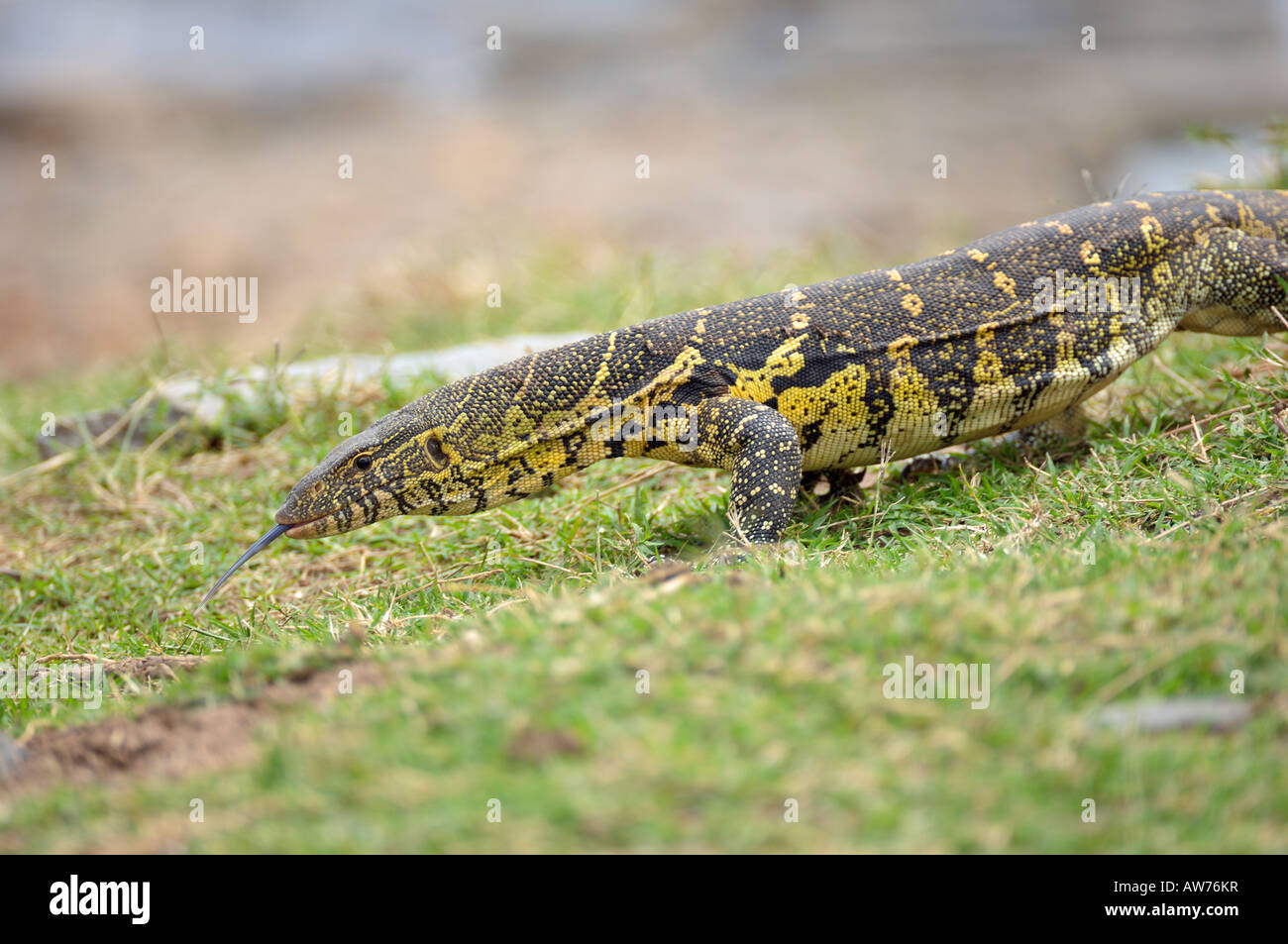 Nile monitor, Masai Mara, Kenya Stock Photo - Alamy