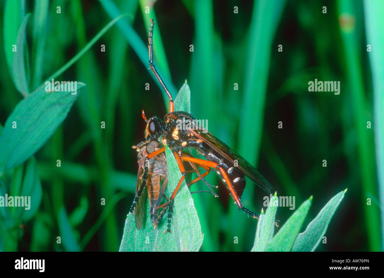 Robber-fly, Molobratia teutonus. Eating a prey Stock Photo - Alamy