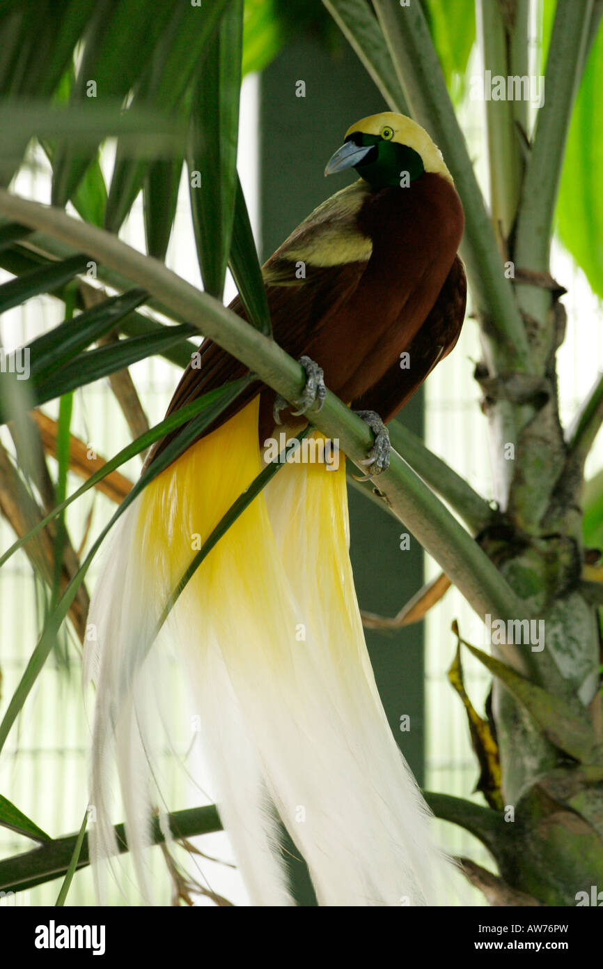 Lesser Bird of Paradise, Paradisaea minor Stock Photo - Alamy