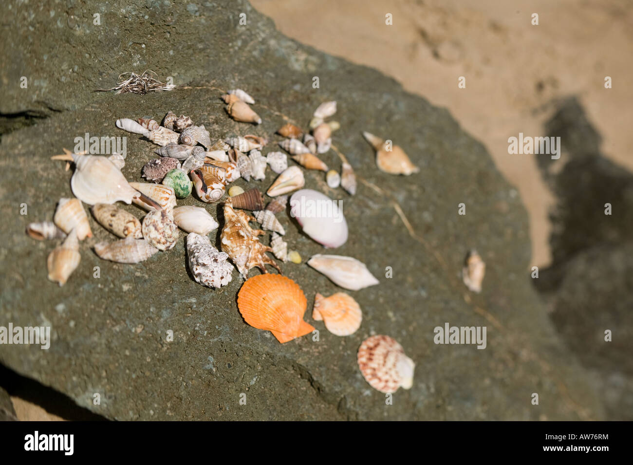 Tropical shells on a beach San Diego, California, USA Stock Photo - Alamy