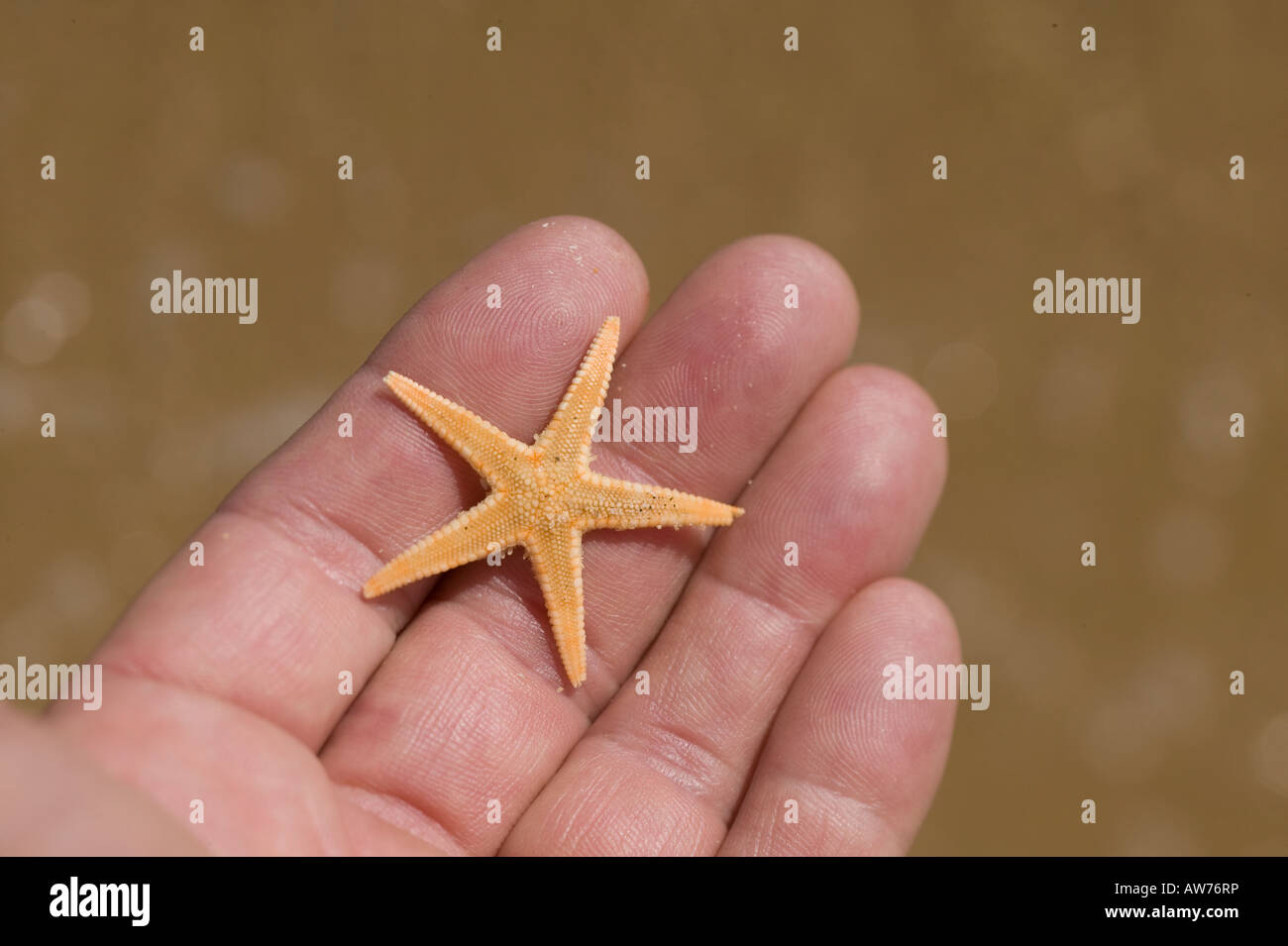 Hand holding small starfish San Diego, California, USA Stock Photo - Alamy