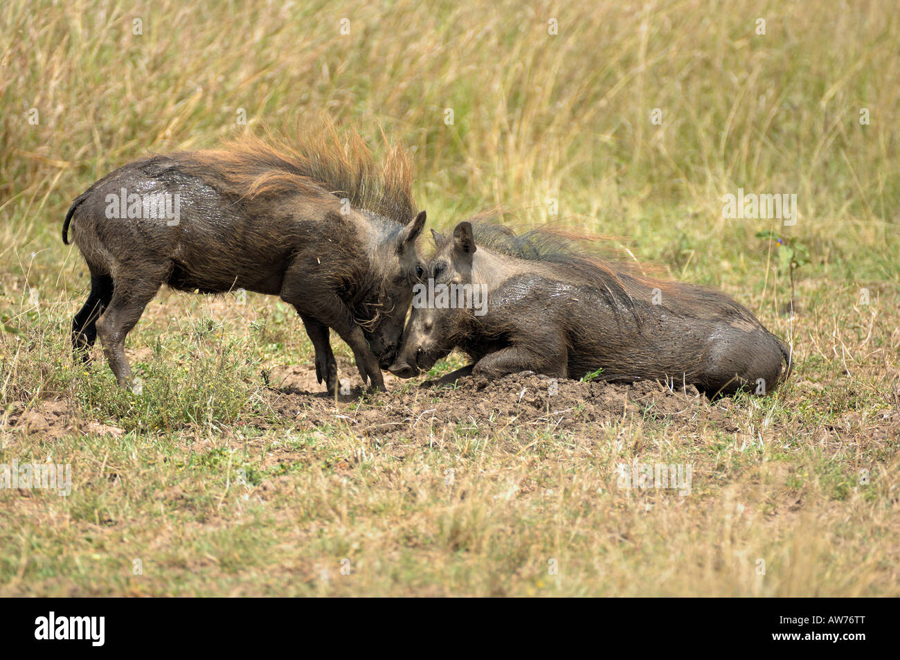 Warthog fight hi-res stock photography and images - Alamy