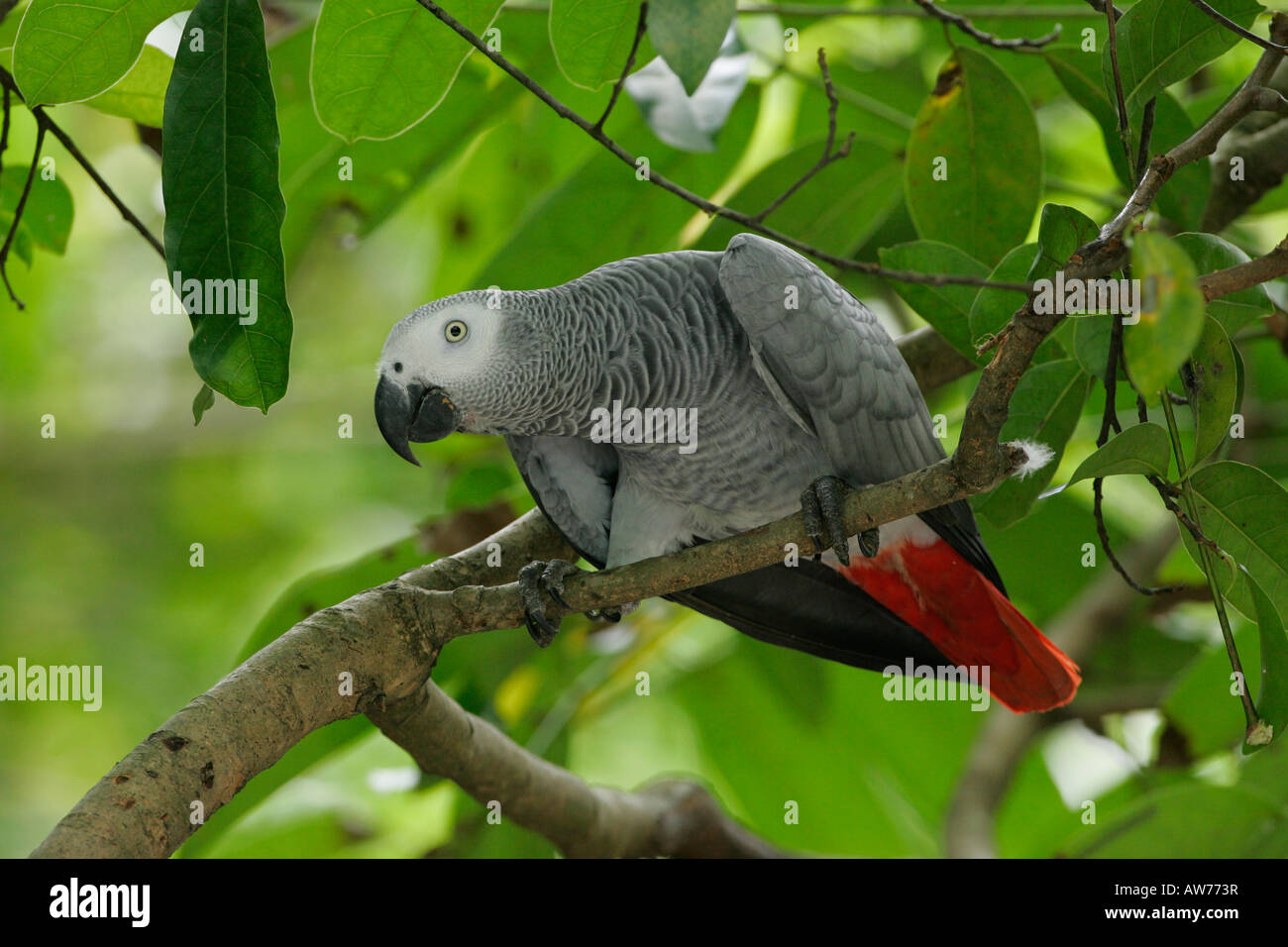 African grey parrot tree hi-res stock photography and images - Alamy