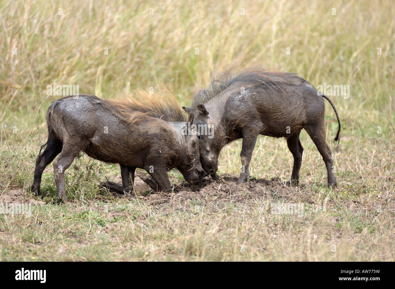 Warthogs fighting hi-res stock photography and images - Alamy