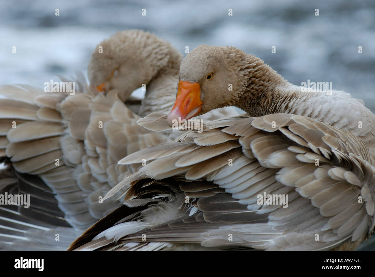 Pure Breed Brecon Buff geese preening by a Welsh river Stock Photo - Alamy