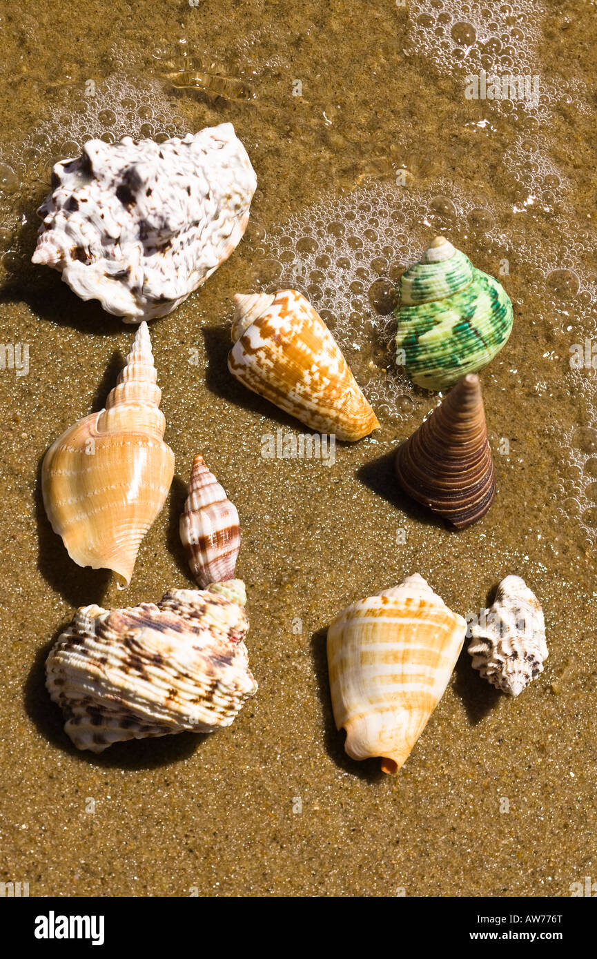 Tropical shells on a beach San Diego, California, USA Stock Photo - Alamy