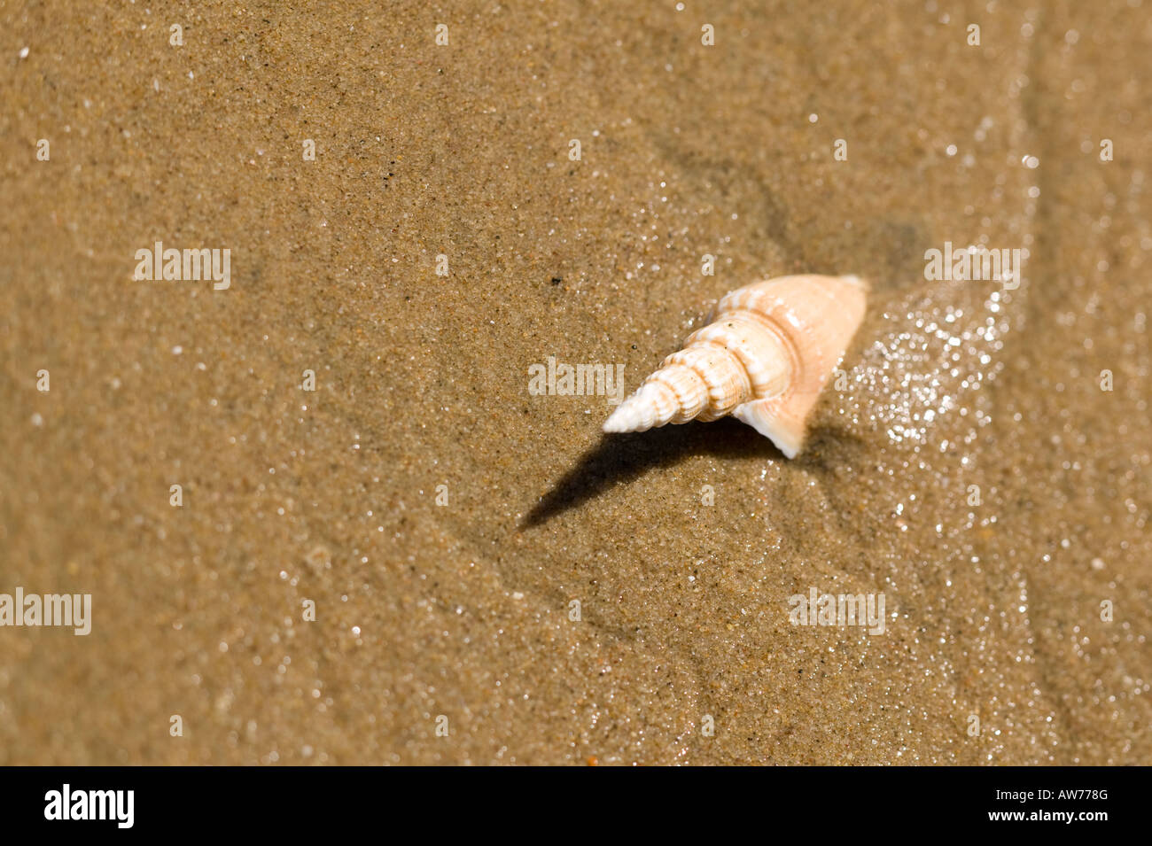Tropical shells on a beach San Diego, California, USA Stock Photo - Alamy